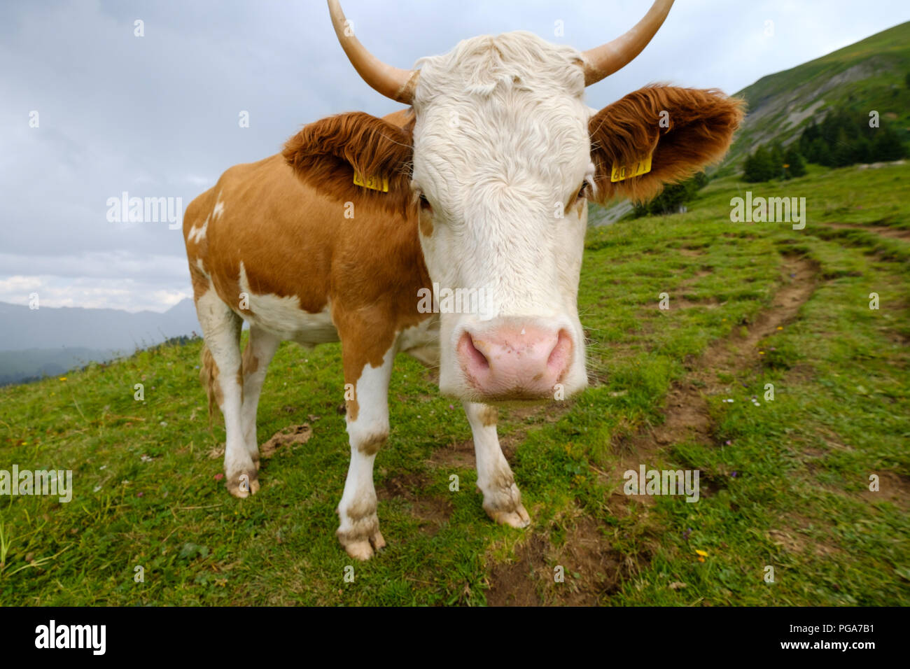 Funny portrait of a cow muzzle close-up on an alpine meadow in ...