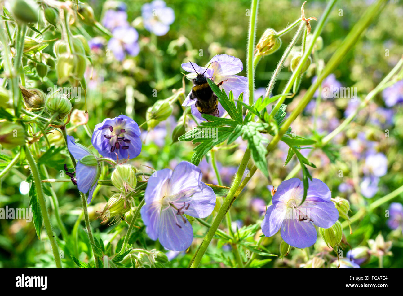 Beautiful flower of Meadow geranium - Geranium pratense. Beautiful ...