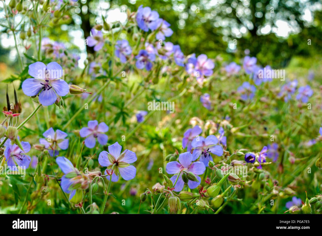 Beautiful flower of Meadow geranium - Geranium pratense. Beautiful ...