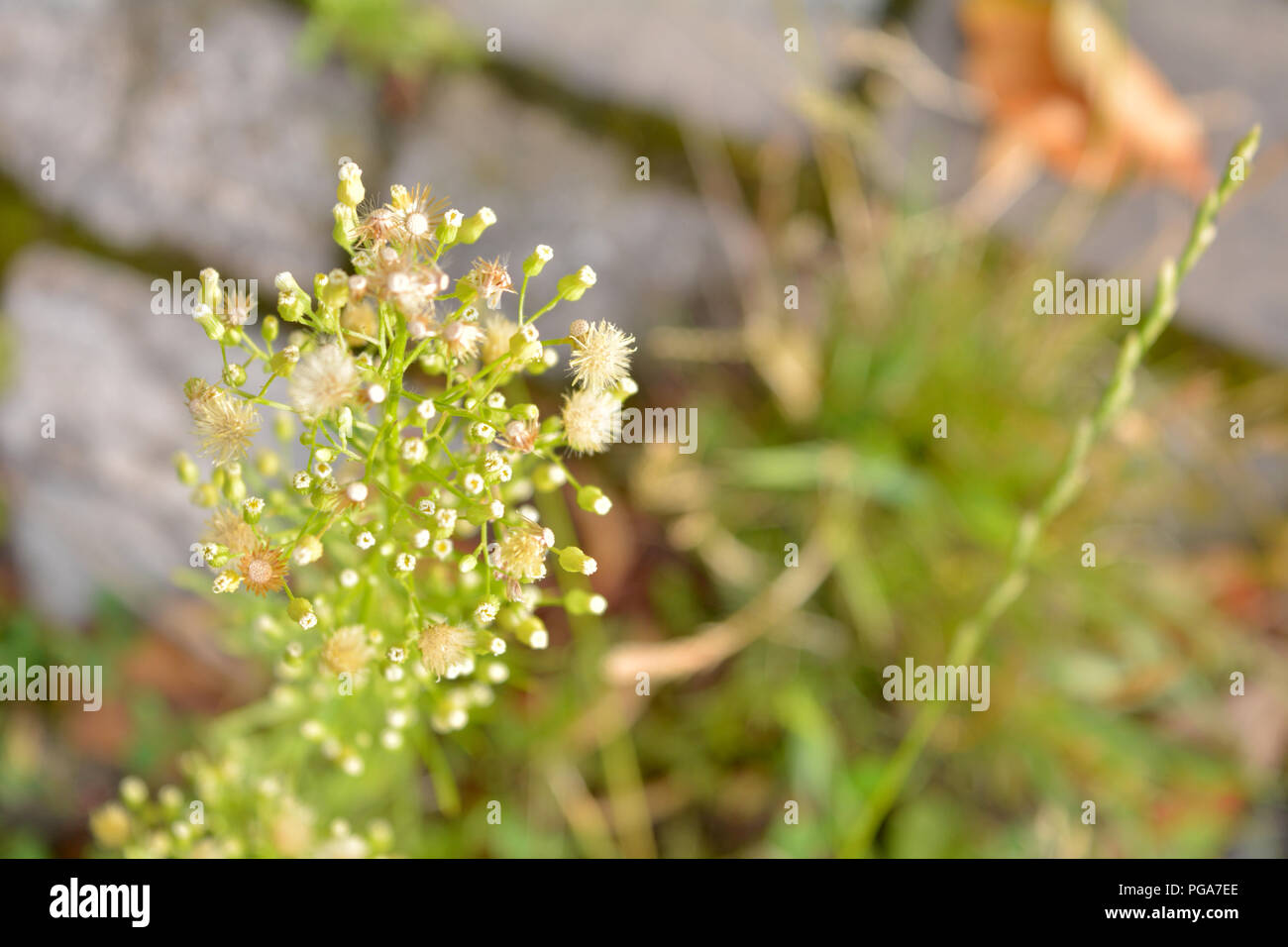 Chamomile flowers field. Summer Daisies. Beautiful nature scene with ...