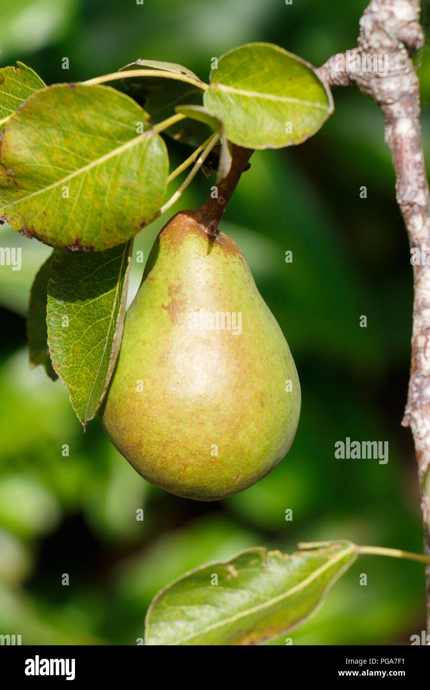 Little pear hi-res stock photography and images - Alamy