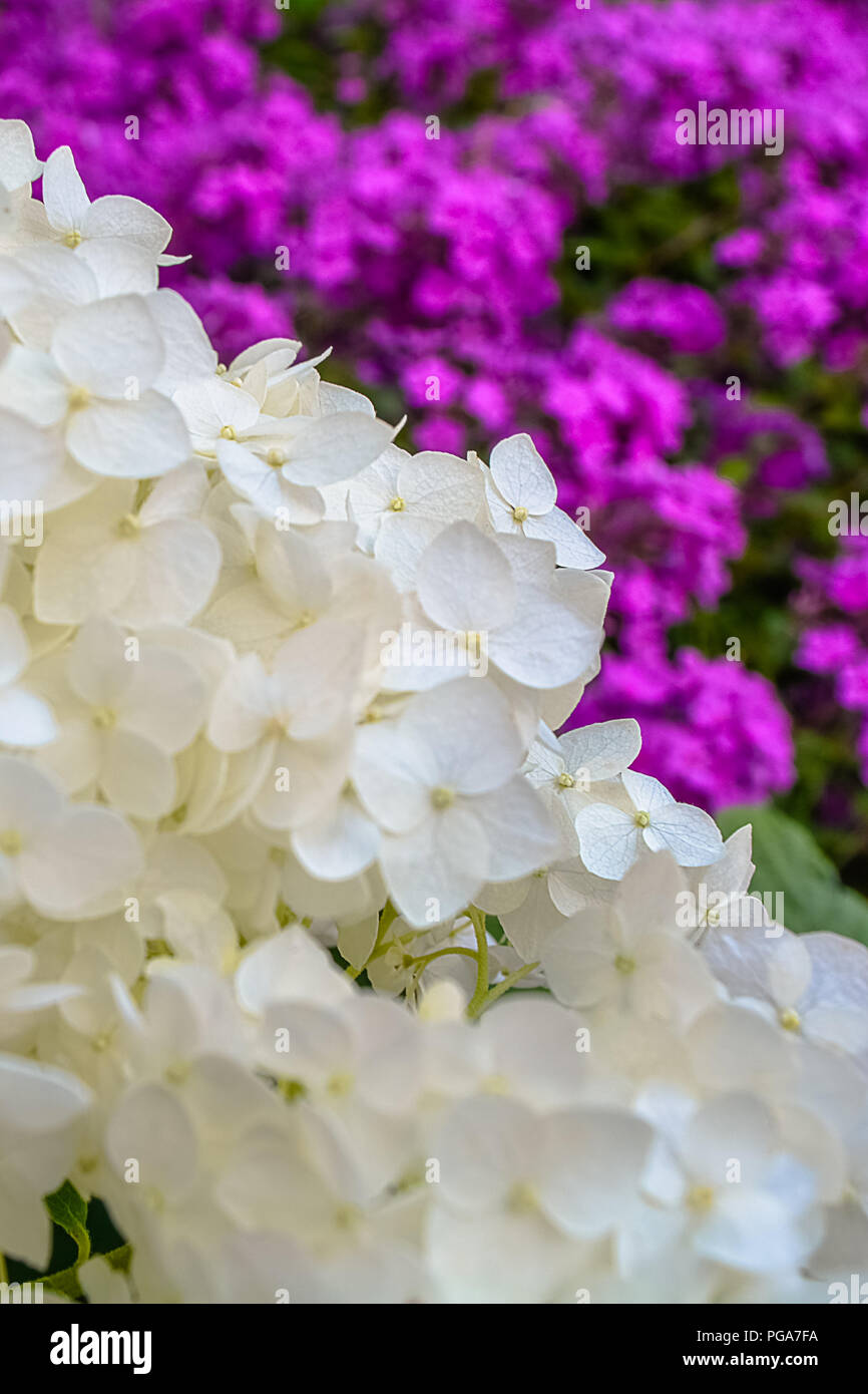 Beautiful photo of lush bunch of small white flowers. Close-up nature ...
