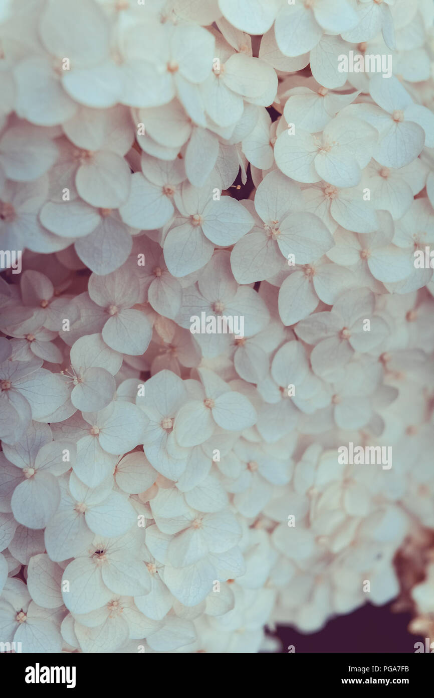 Beautiful photo of lush bunch of small white flowers. Close-up nature ...