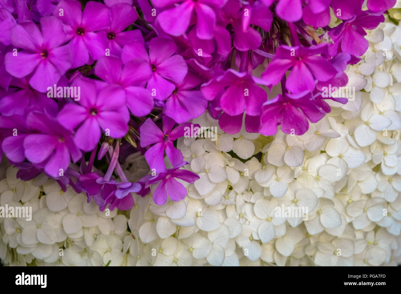 Beautiful photo of lush bunch of small white flowers. Close-up nature ...