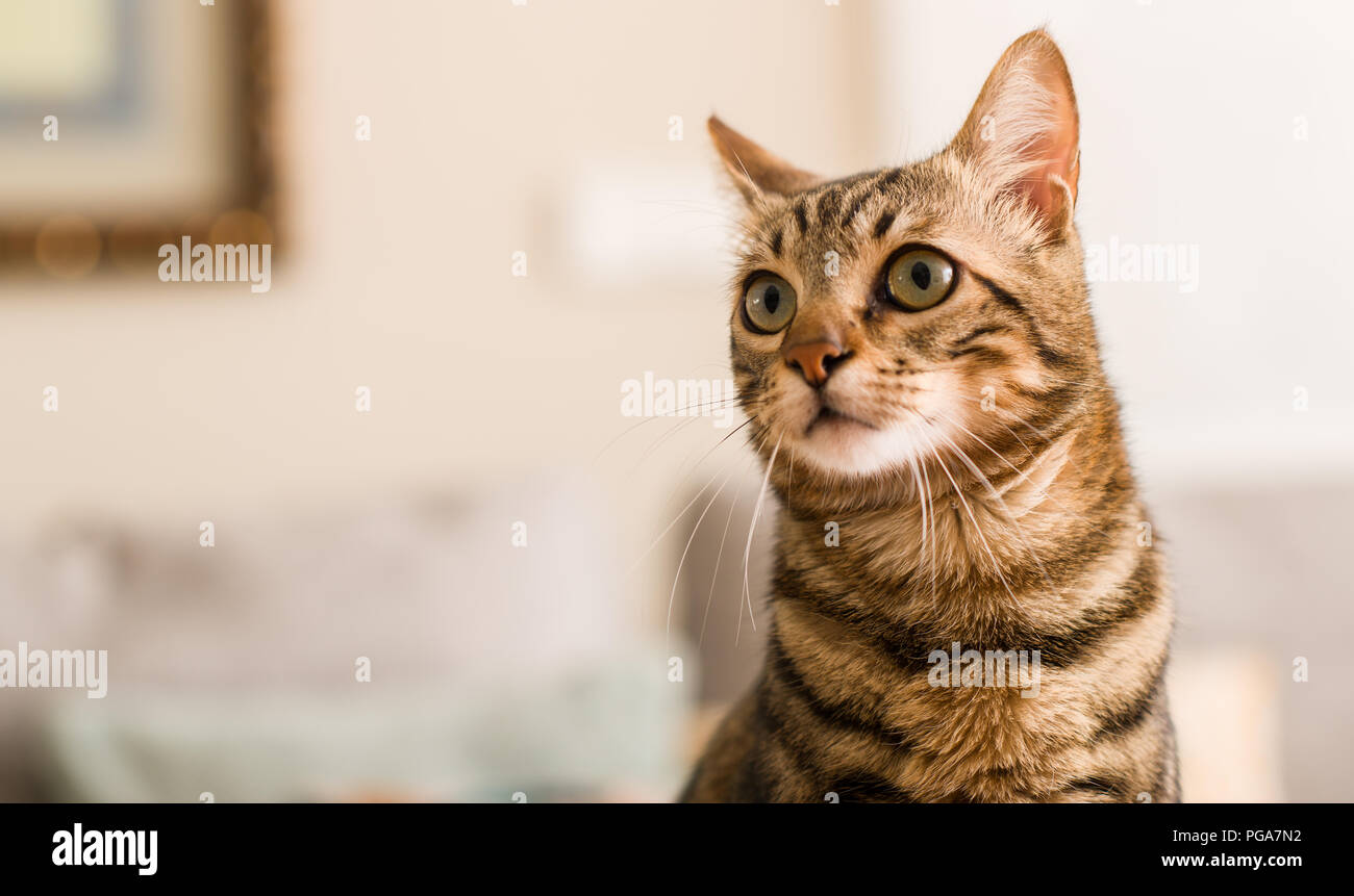 Domestic cat at home Stock Photo - Alamy