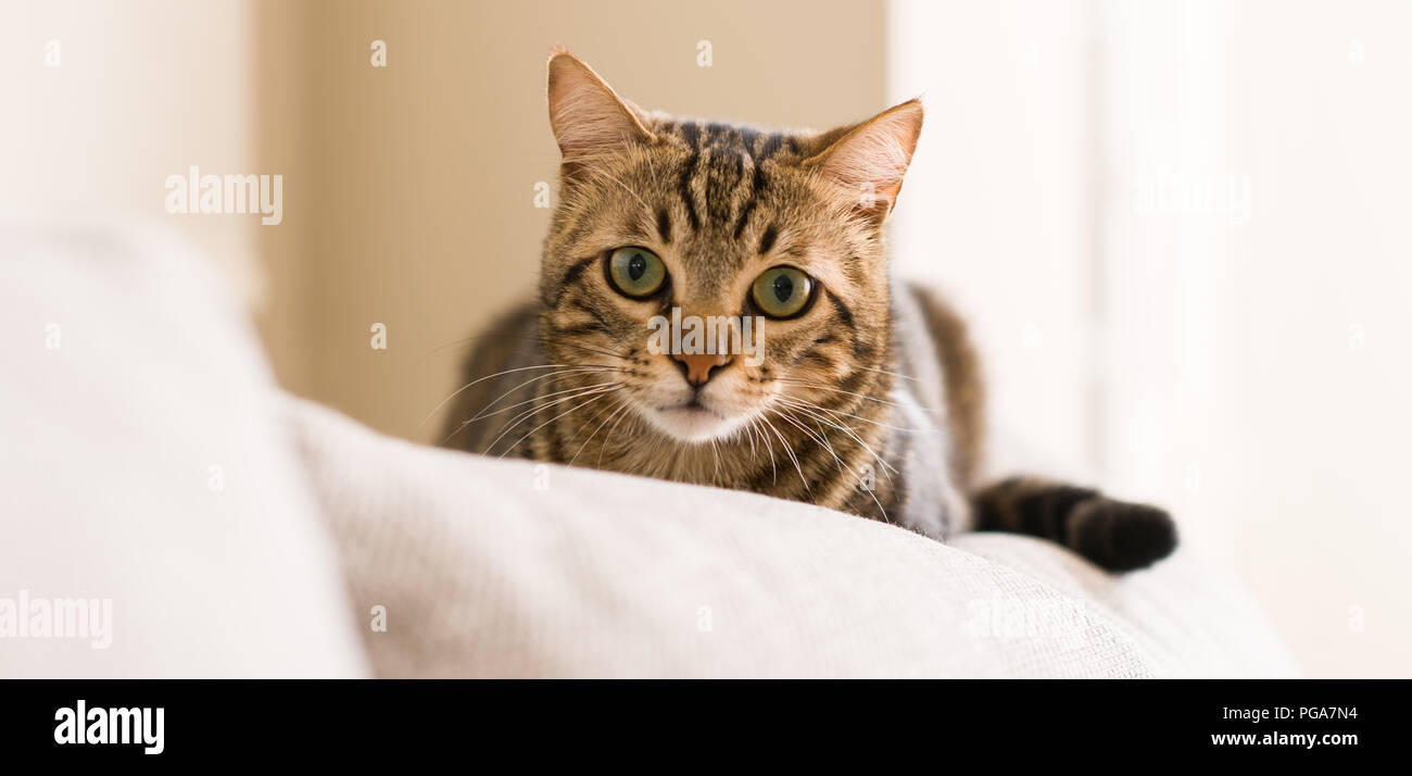 Domestic cat at home Stock Photo - Alamy