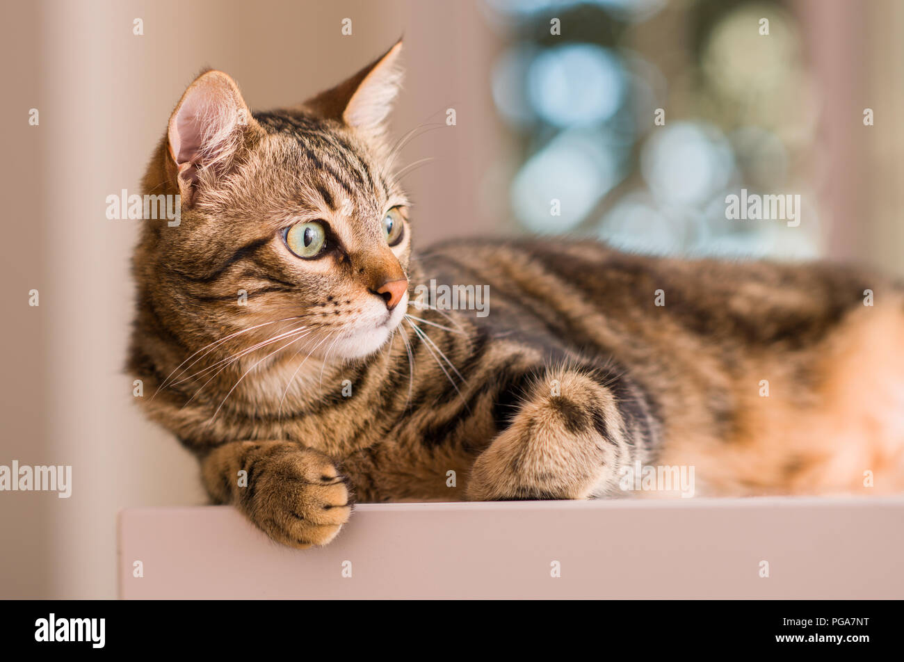 Domestic cat at home Stock Photo - Alamy