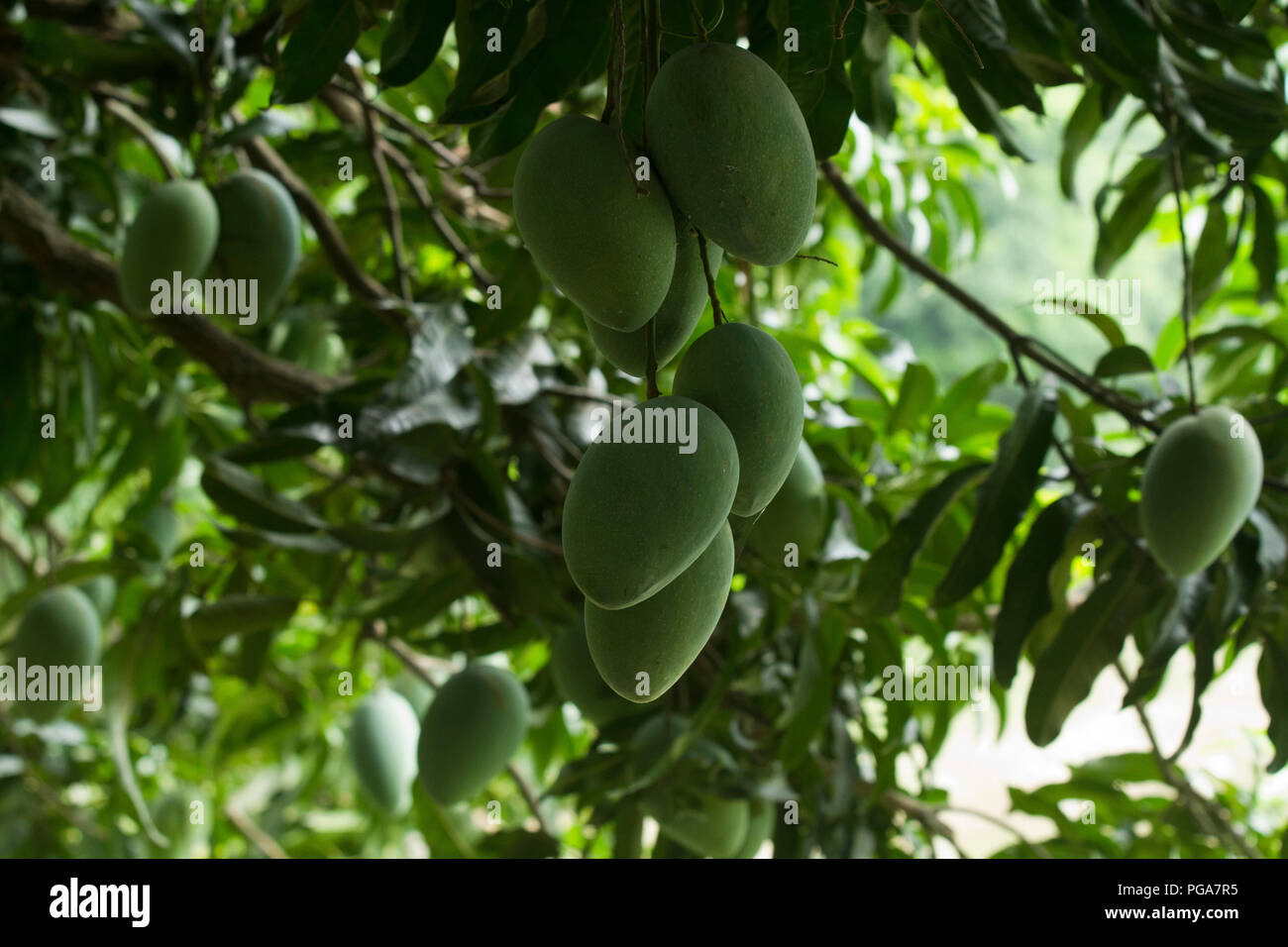 Bangladeshi mango tree hi-res stock photography and images - Alamy