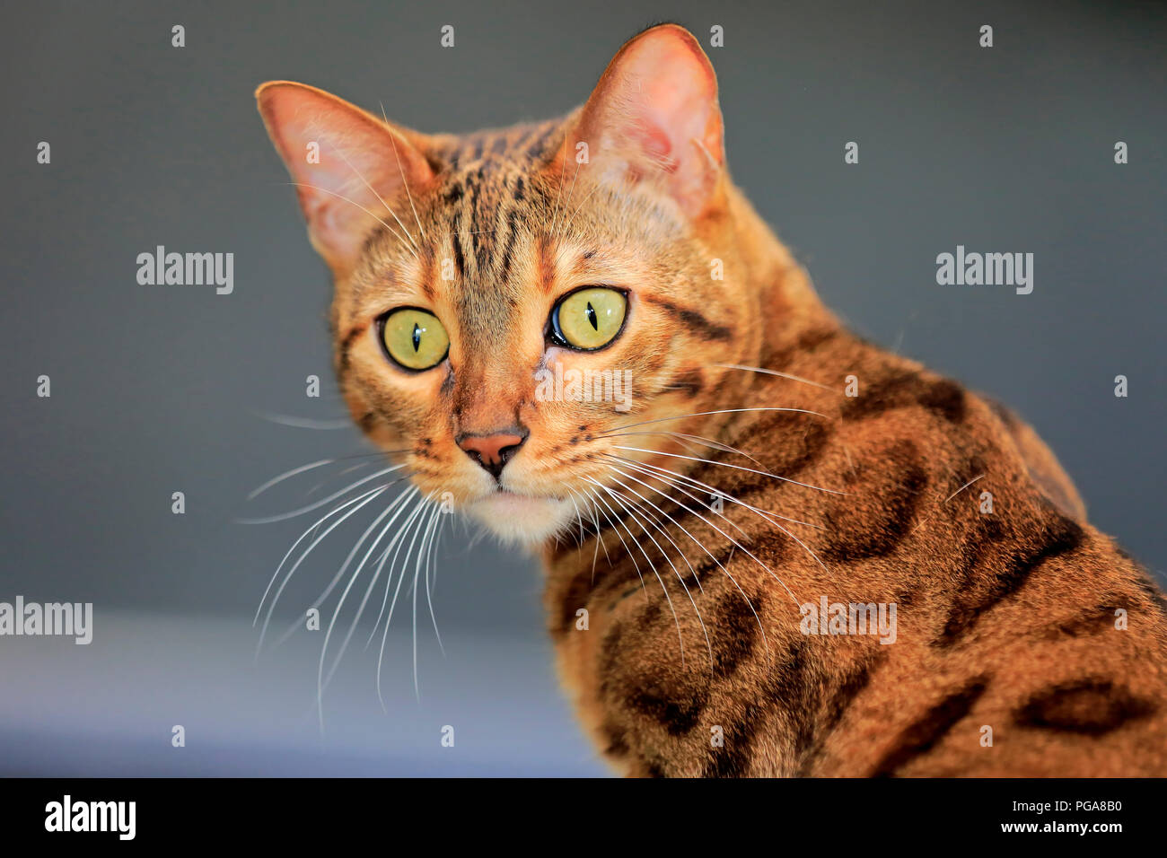 Bengal cat adult domestic hi-res stock photography and images - Alamy