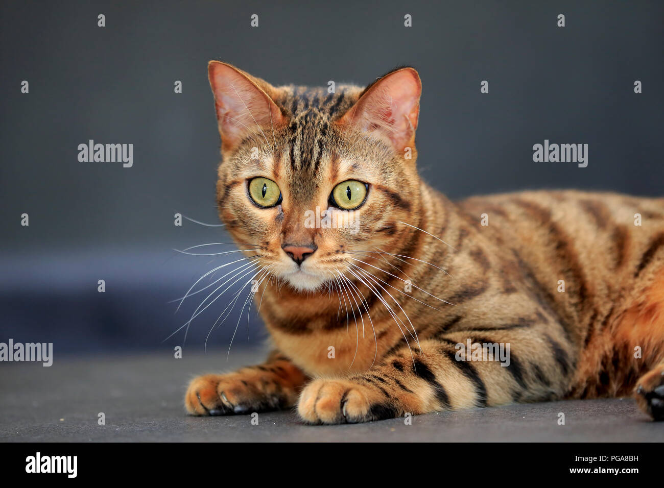 Bengal cat adult domestic hi-res stock photography and images - Alamy