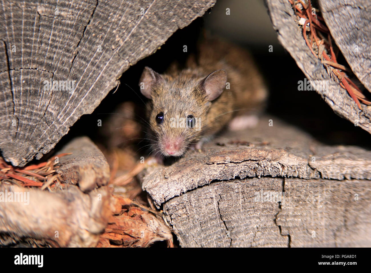 House mouse (Mus musculus), adult, looks out of woodpile, alert ...
