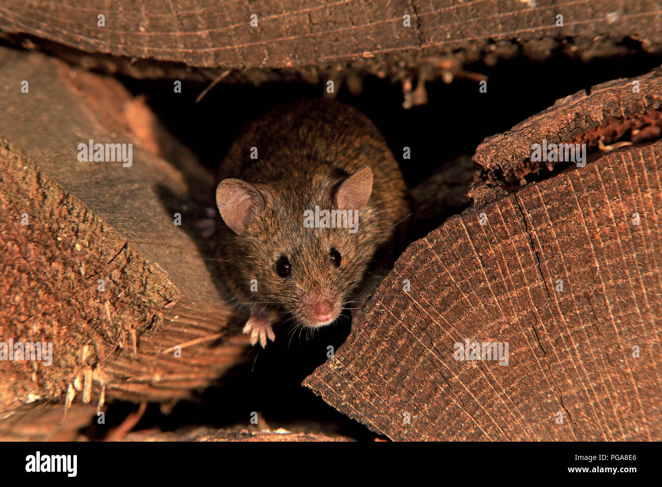 House mouse (Mus musculus), adult, looks out of woodpile, alert ...