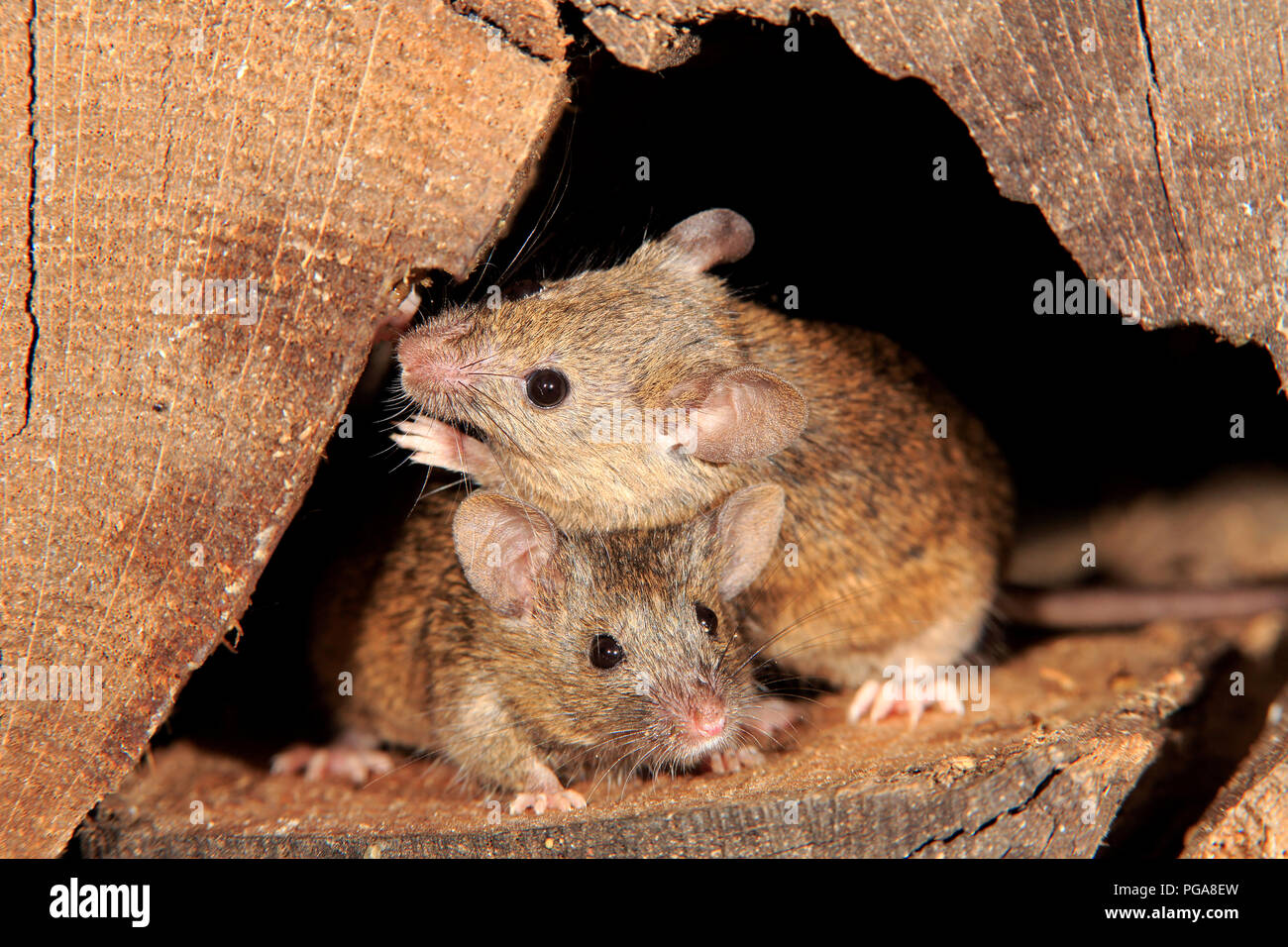 House mice hi-res stock photography and images - Alamy