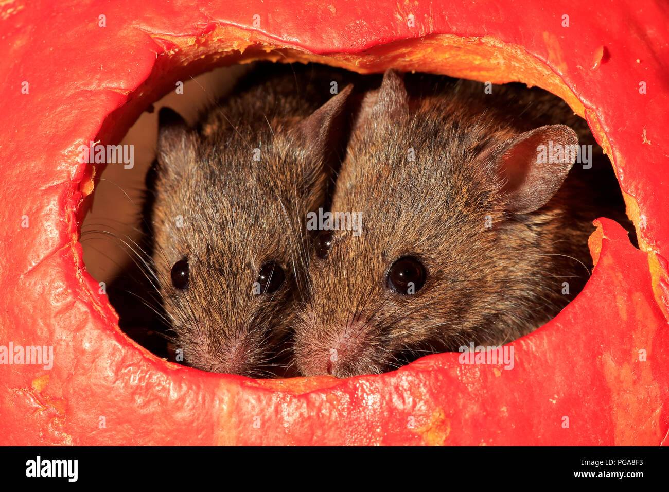 House mice hi-res stock photography and images - Alamy