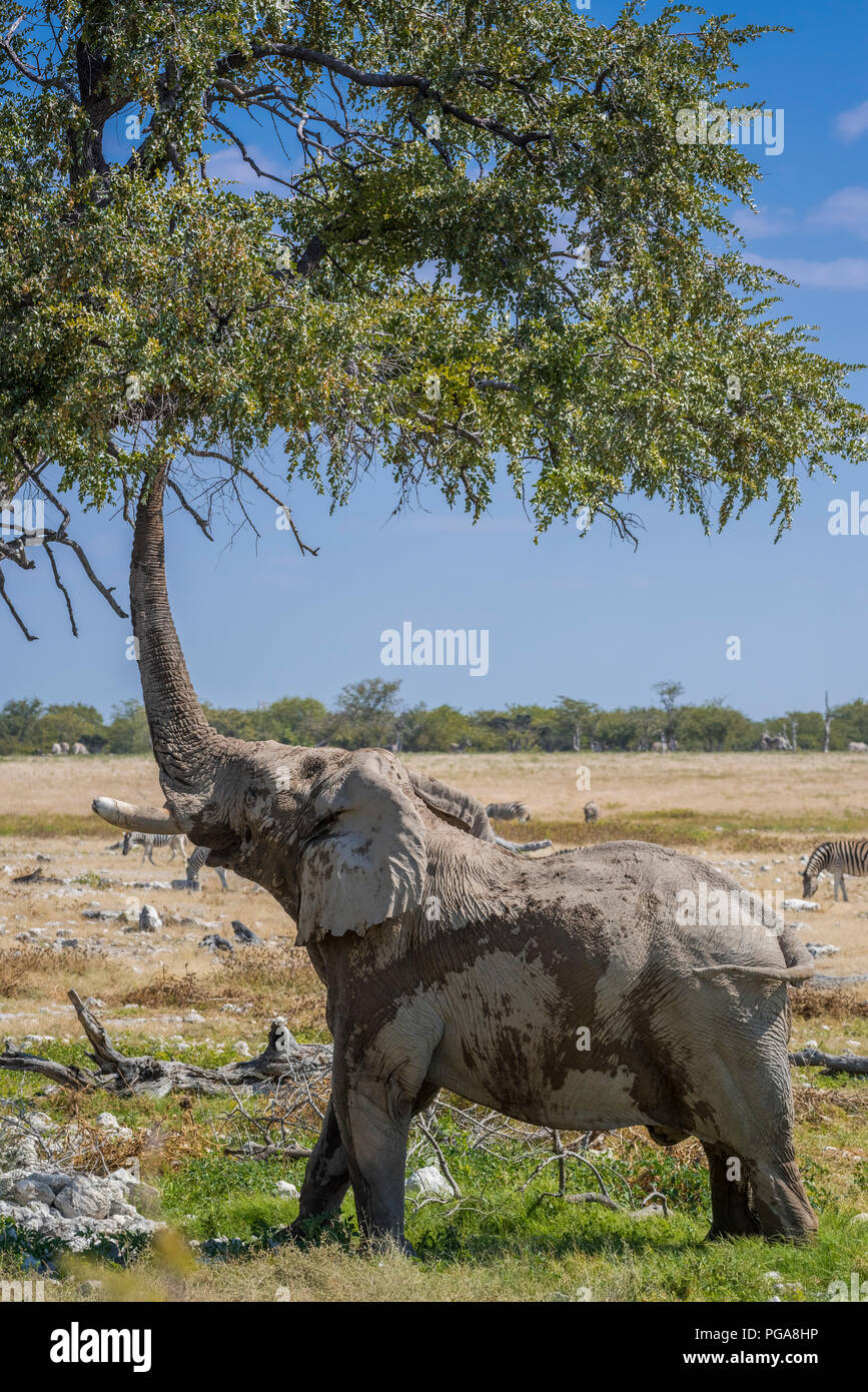 Elephant trunk tree hi-res stock photography and images - Alamy