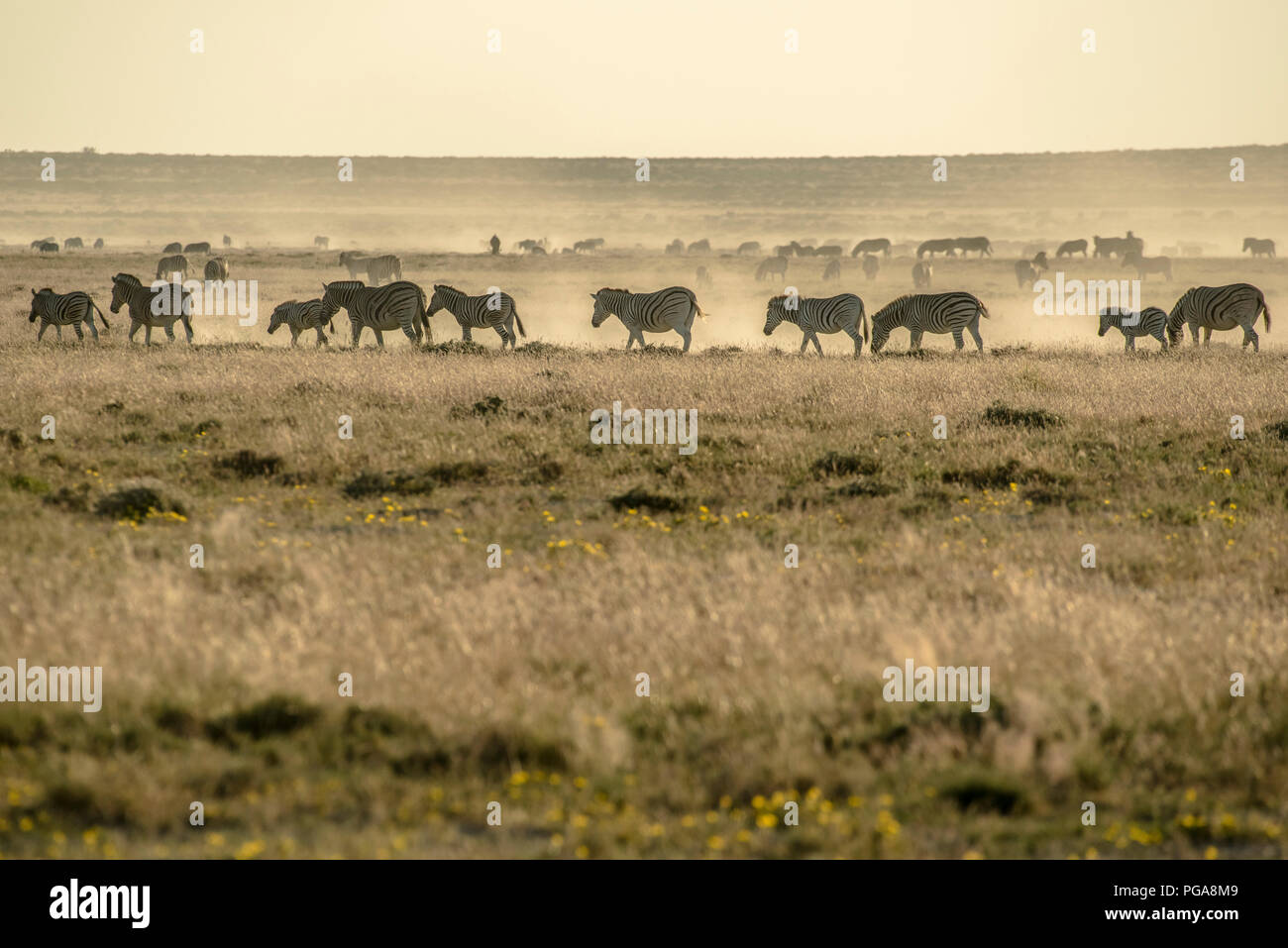 Burchell's Zebras (Equus quagga burchelli), herd in dusty air in dry ...
