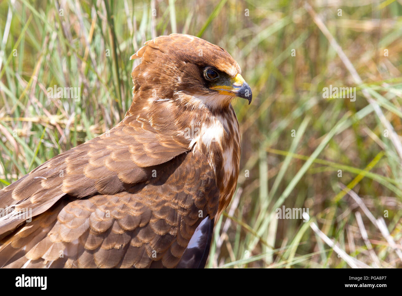 African marsh harrier (Circus ranivorus), young bird, animal portrait ...