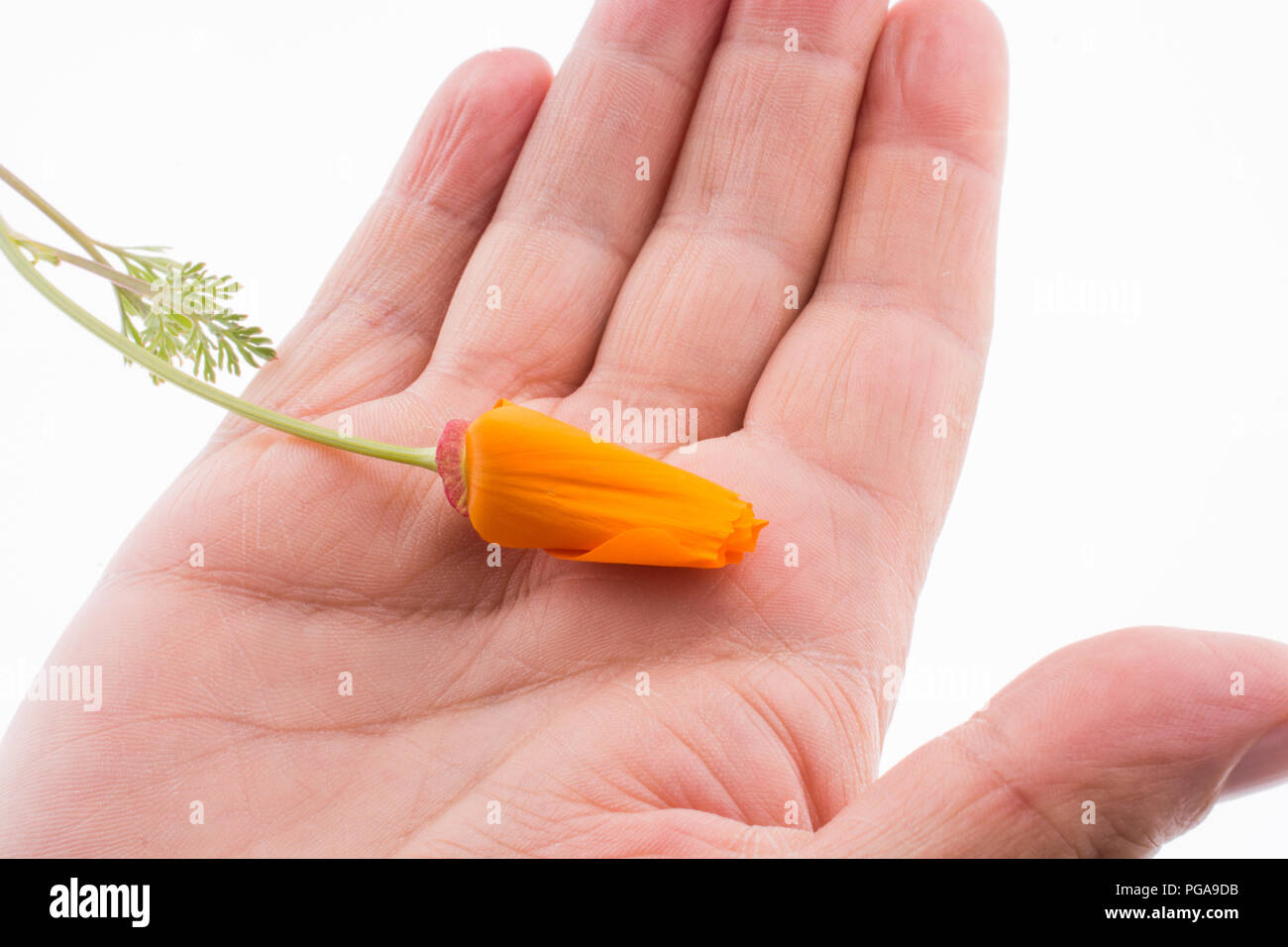 Hand holding an orange flower on a white background Stock Photo - Alamy