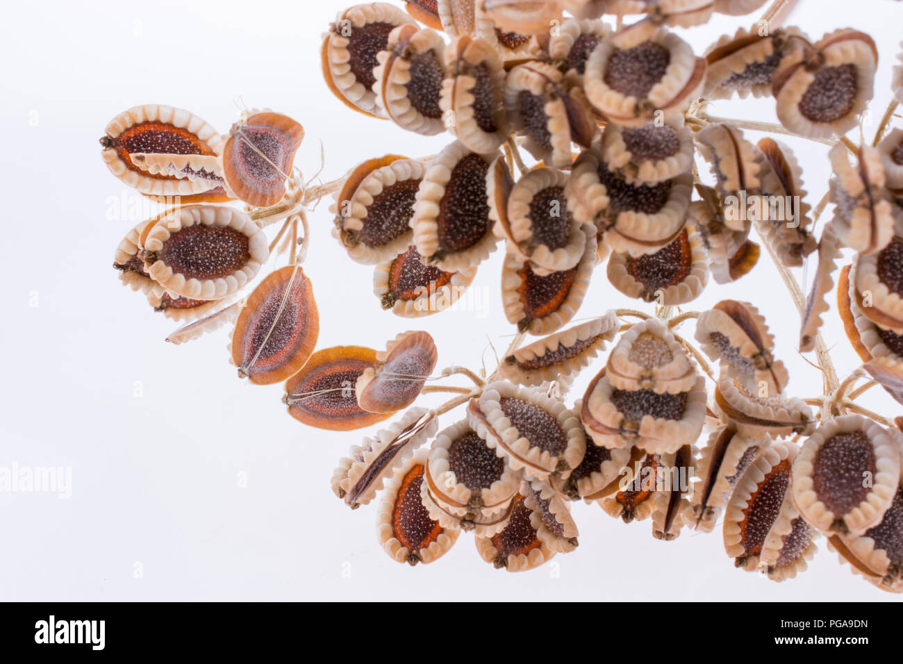 A Flower plant on a white background Stock Photo - Alamy