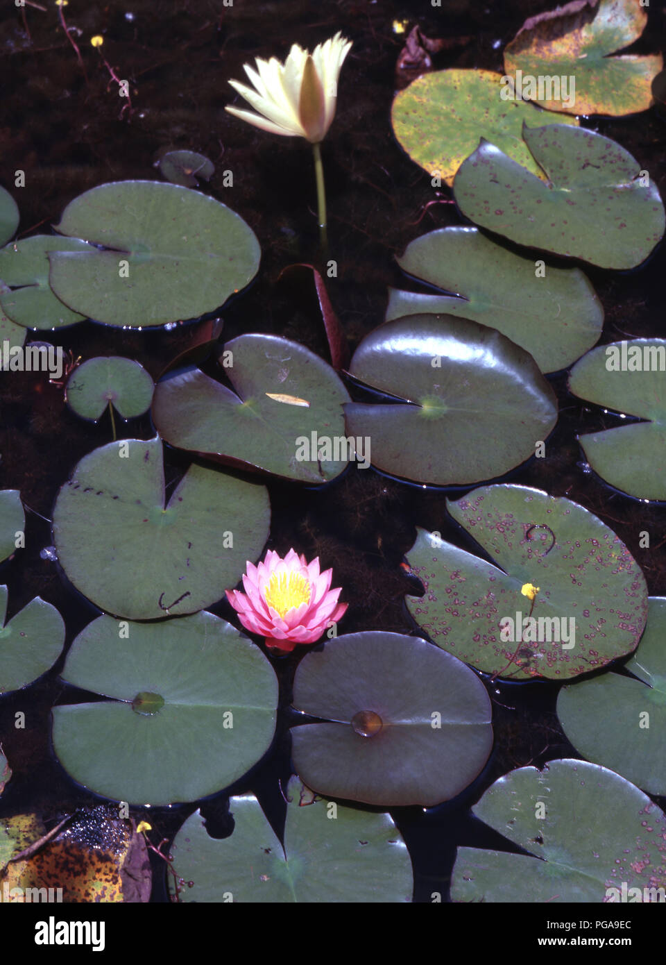 Nympha water hi-res stock photography and images - Alamy