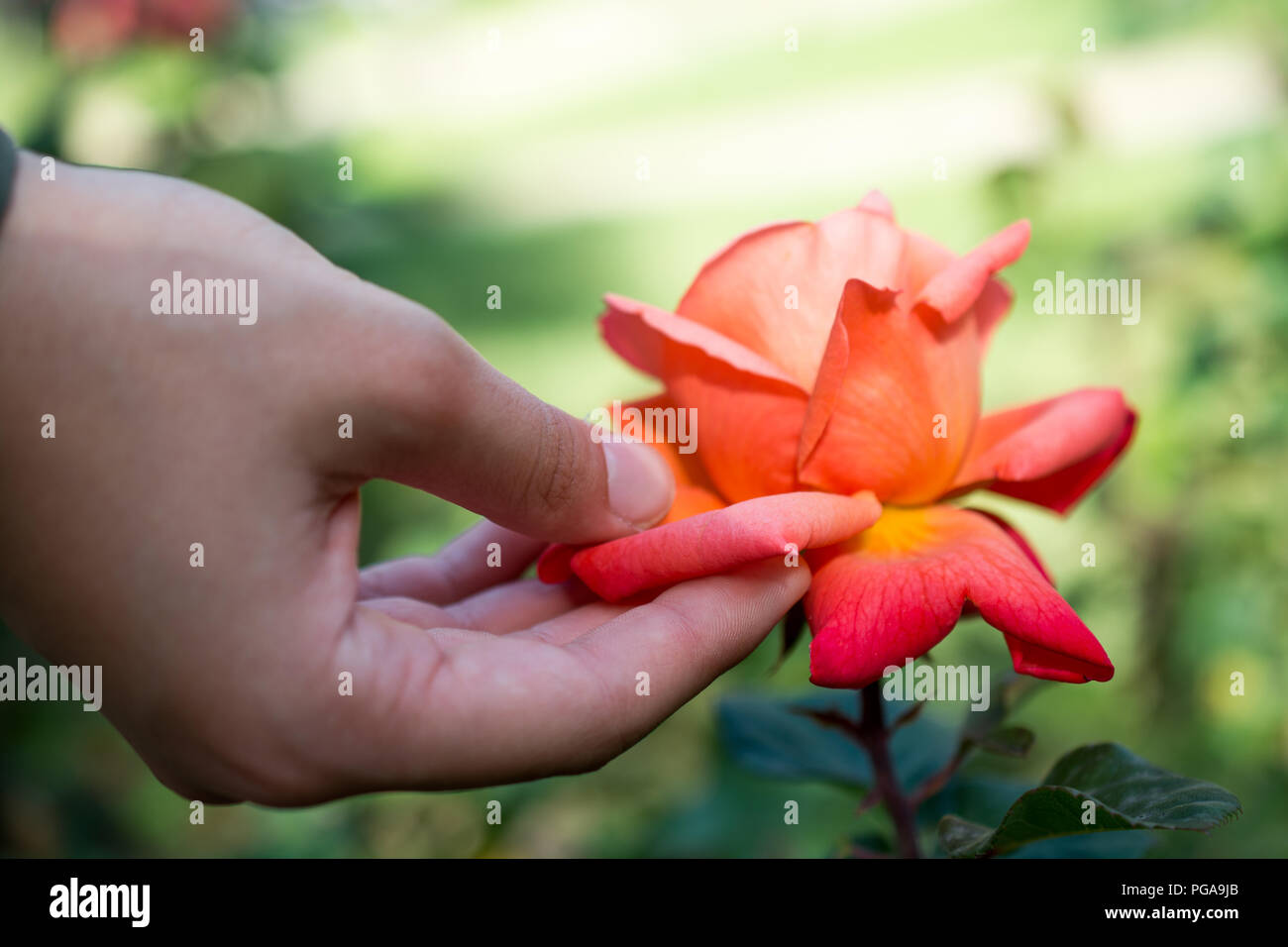 Beautiful color rose on a sunny spring day Stock Photo - Alamy