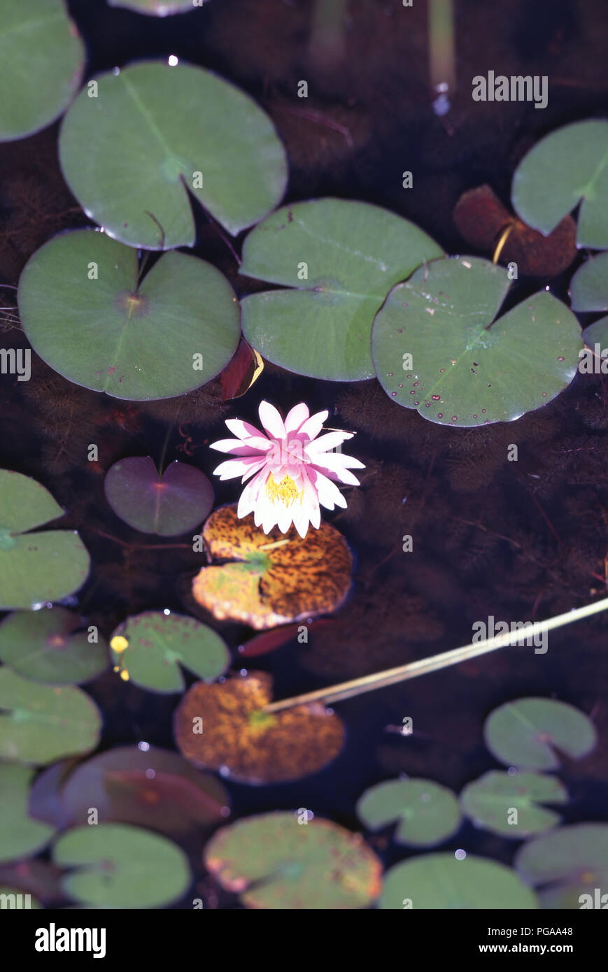 Nympha water hi-res stock photography and images - Alamy