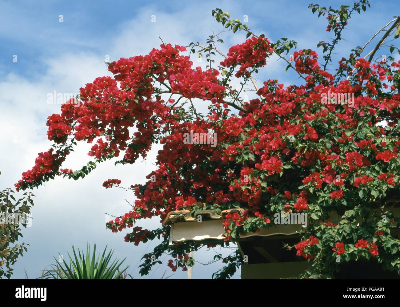 Tree, Flower buganville Stock Photo - Alamy