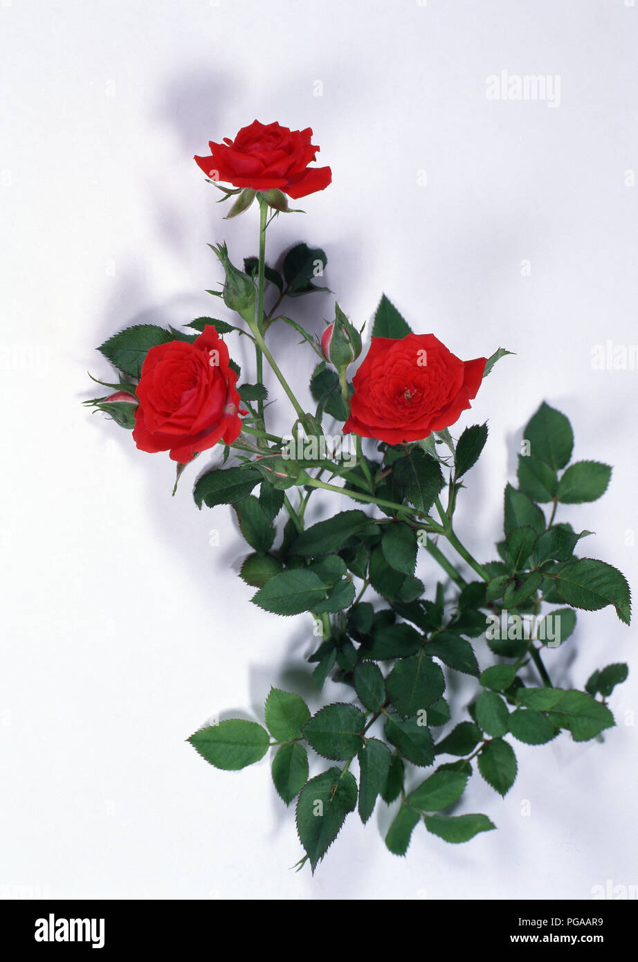 Flowers, mini rose Stock Photo - Alamy