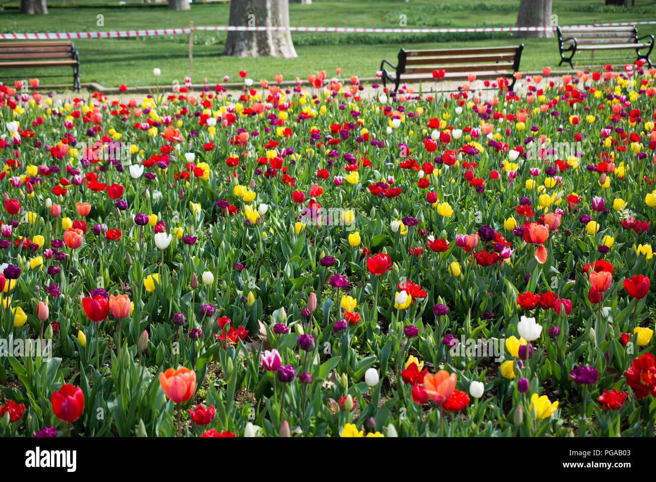 tulips of various colors in nature in spring time Stock Photo - Alamy