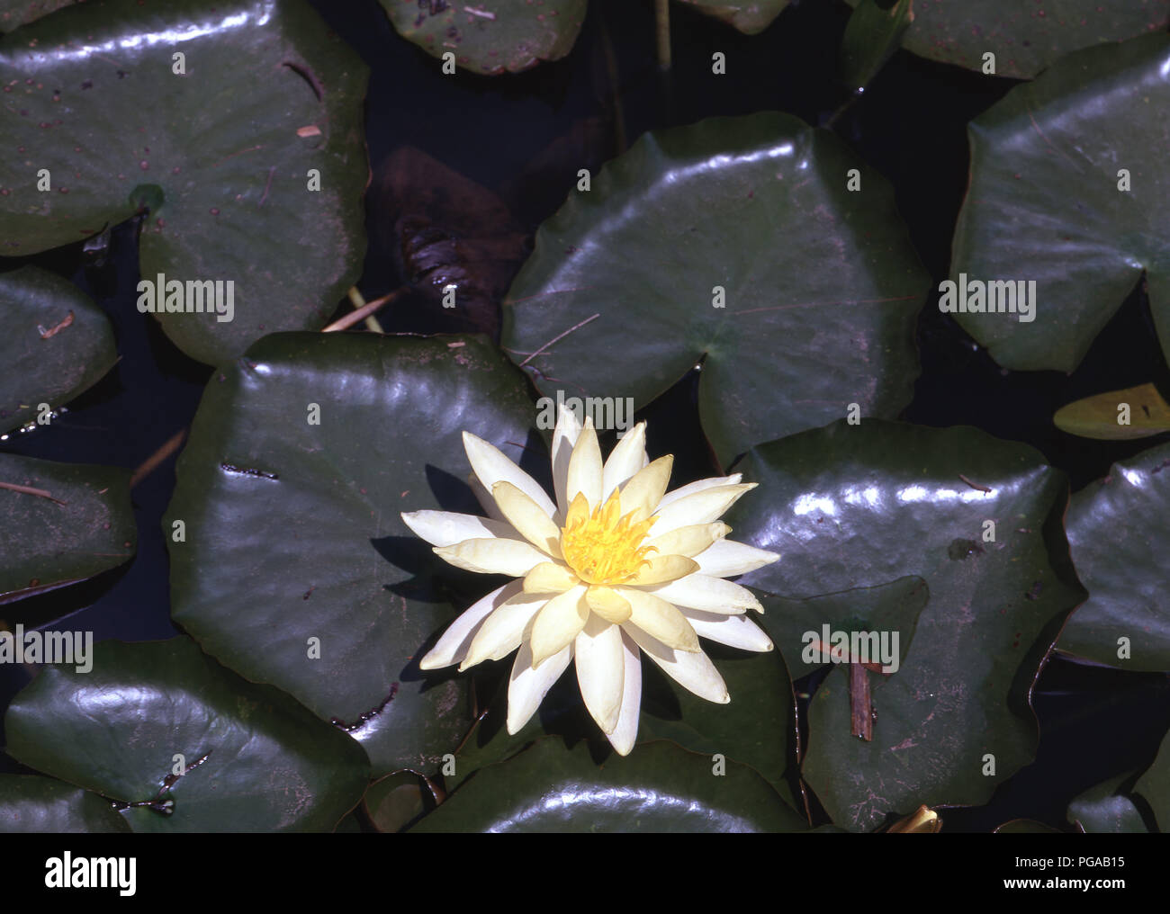 Nympha water hi-res stock photography and images - Alamy