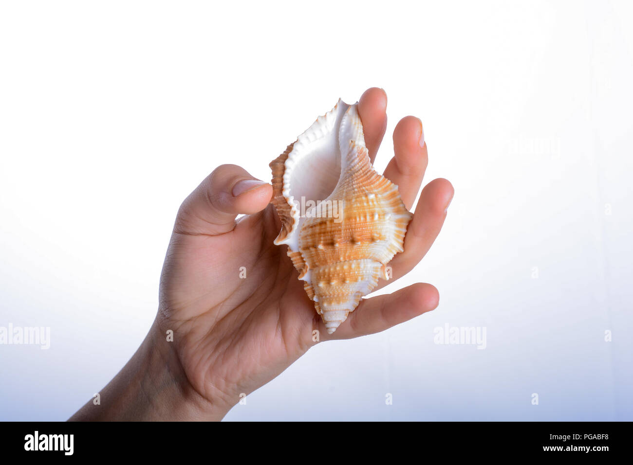 Hand holding a sea shell on a white background Stock Photo - Alamy