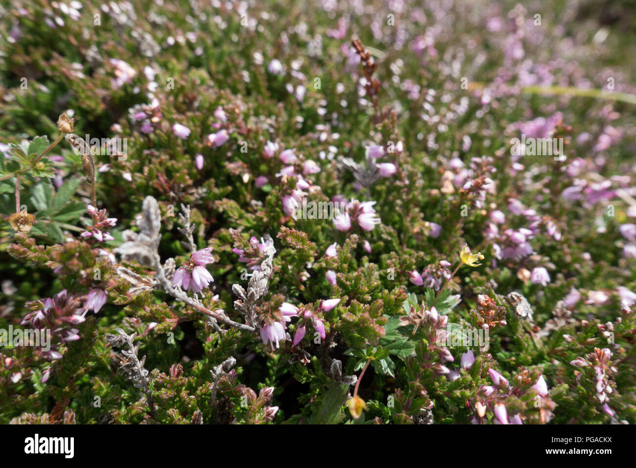 Beautiful purple heather blooming hi-res stock photography and images ...