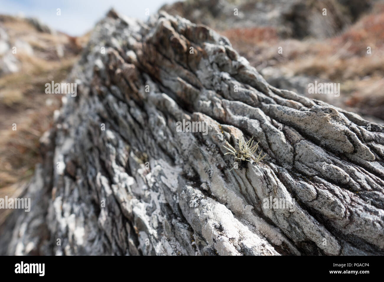 Nature macro architecture hi-res stock photography and images - Alamy