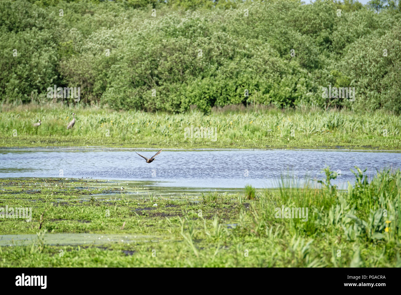Bulrush in Meerbruchwiesen, nature reserve Between Winzlar and the ...