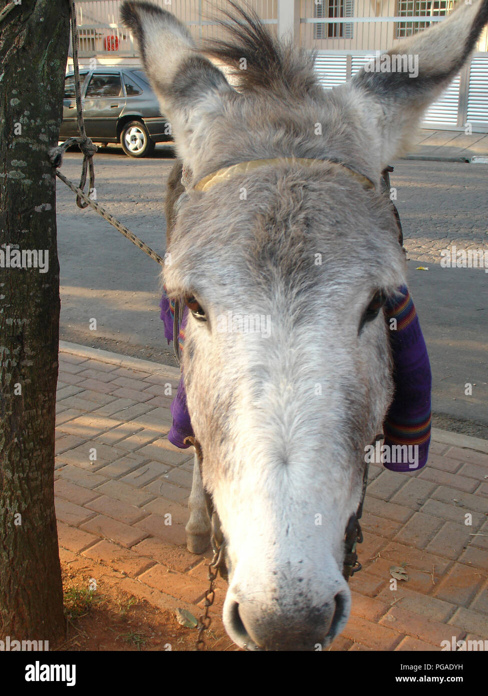 Animal, Donkey, São Paulo, Brazil Stock Photo - Alamy