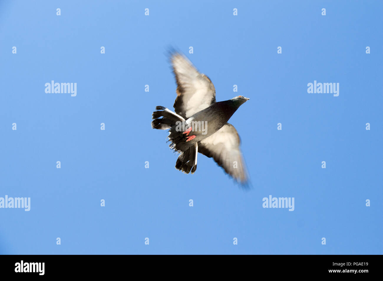 Single pigeon in the air with wings wide open Stock Photo - Alamy