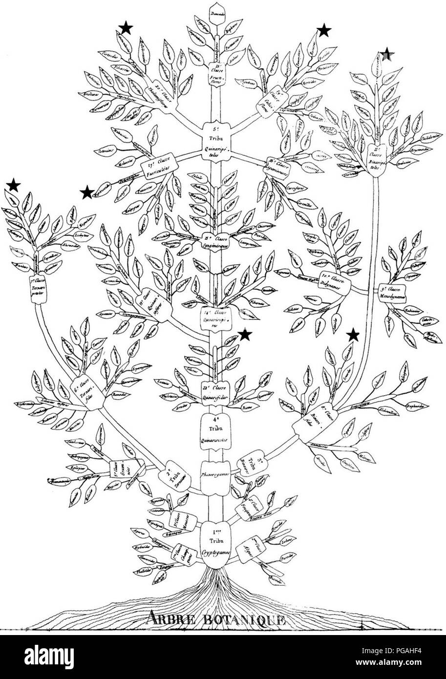 Augier tree of life Stock Photo - Alamy