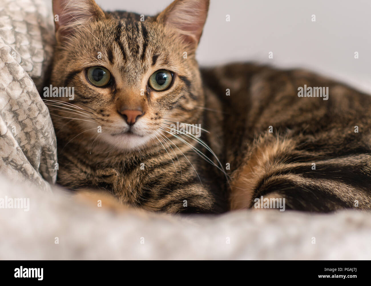 Beautiful domestic cat at home Stock Photo - Alamy