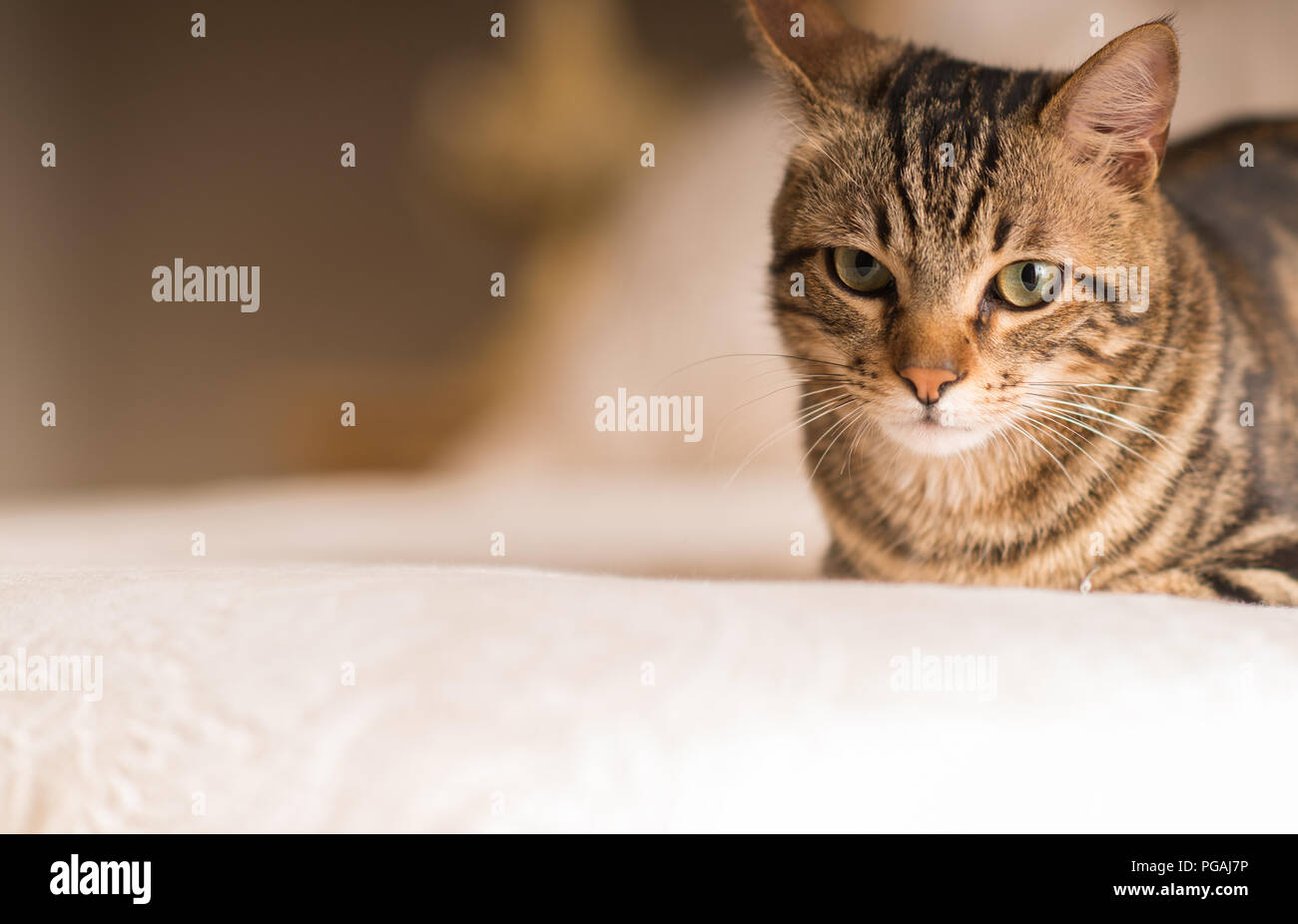 American wirehair cat hi-res stock photography and images - Alamy