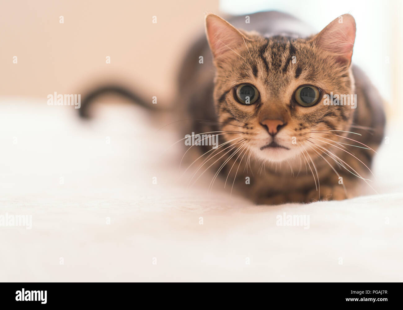 Beautiful domestic cat at home Stock Photo - Alamy