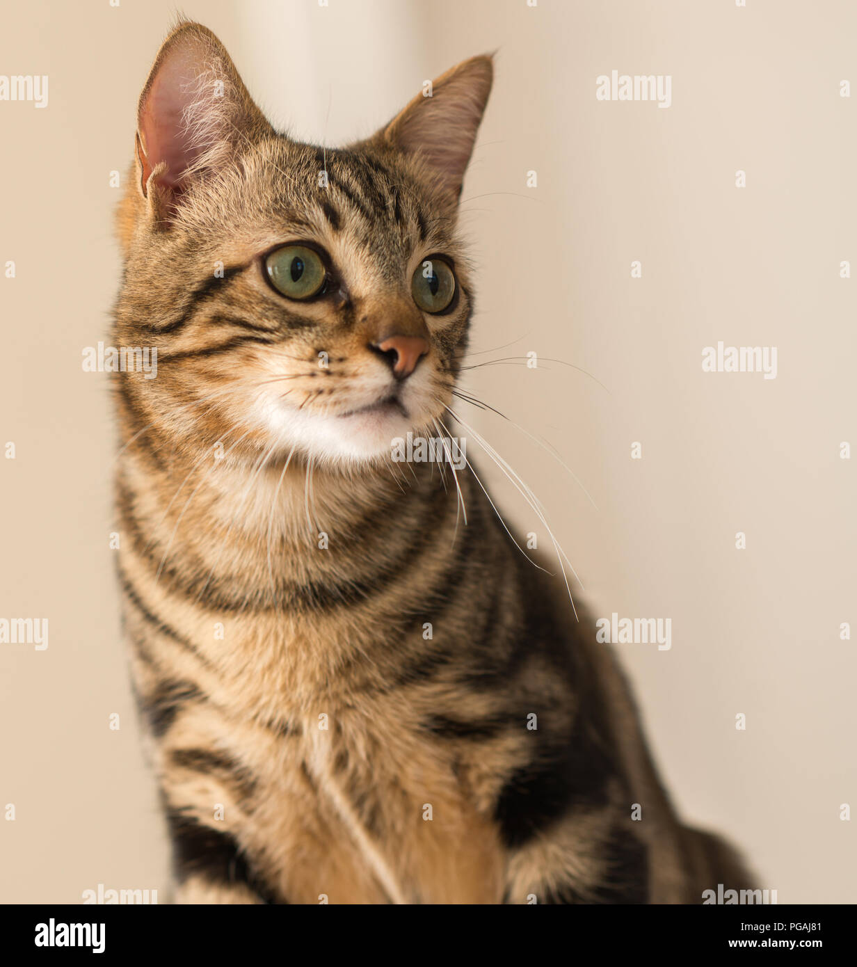 Beautiful feline cat at home. Domestic animal Stock Photo - Alamy