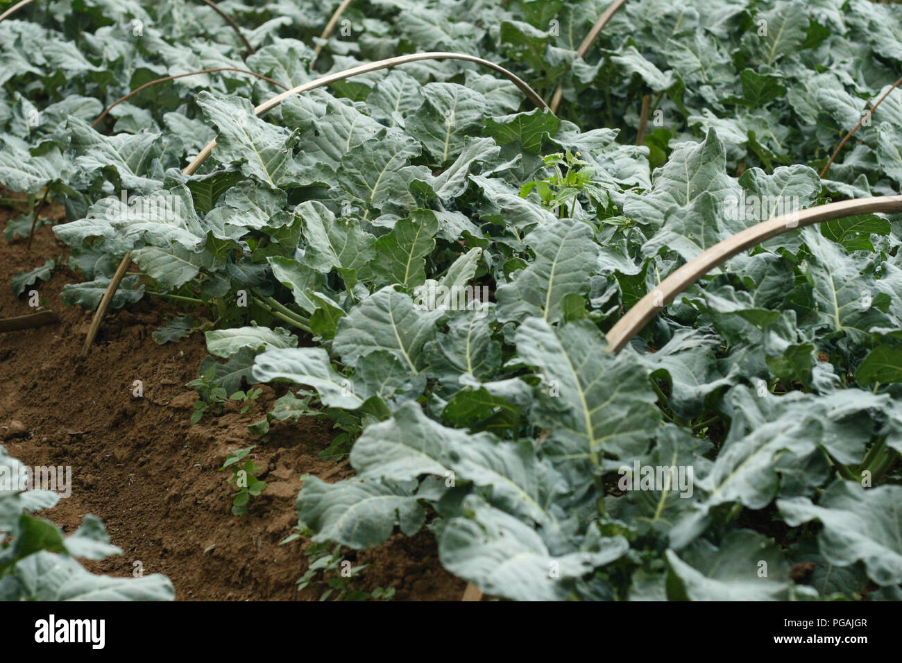 Broccoli Field Plants Stock Photo - Alamy