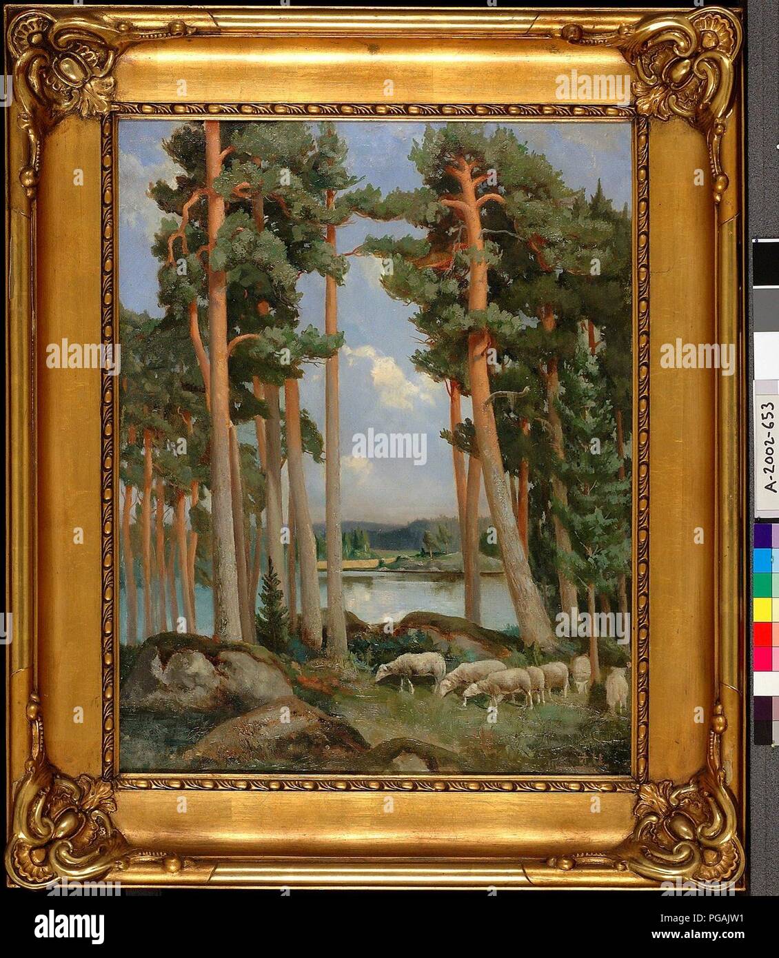 Aukusti Uotila - Lampaita hongikossa Stock Photo - Alamy