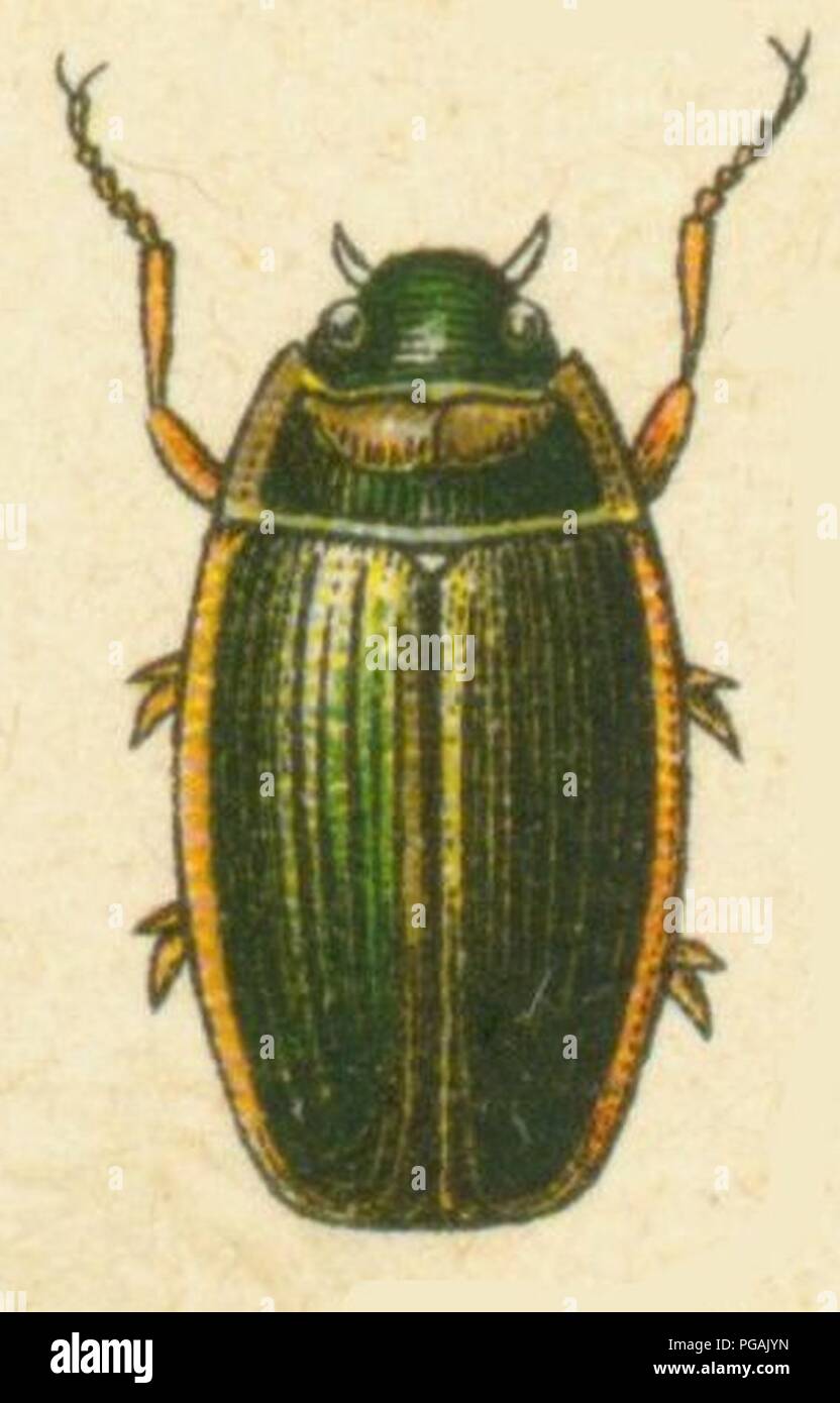 Concinnus hi-res stock photography and images - Alamy