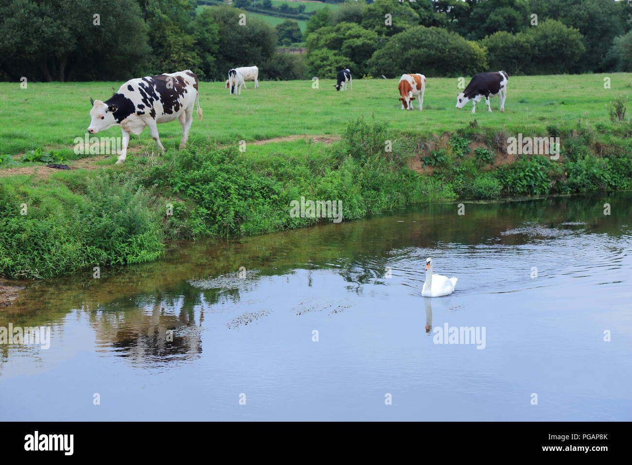 Floating farm cows hi-res stock photography and images - Alamy