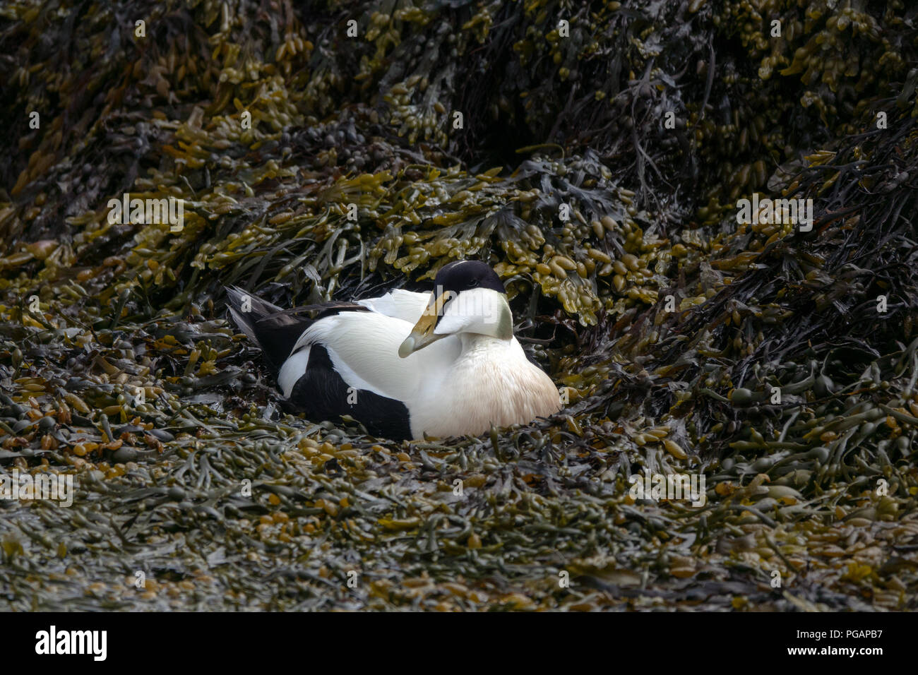 Eider duck nest iceland hi-res stock photography and images - Alamy