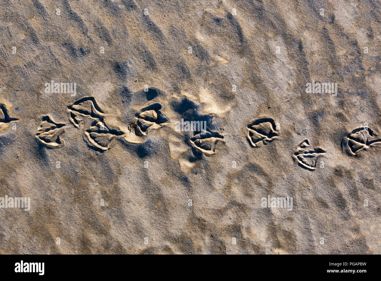Bird with webbed feet has walked by in the sand Stock Photo - Alamy