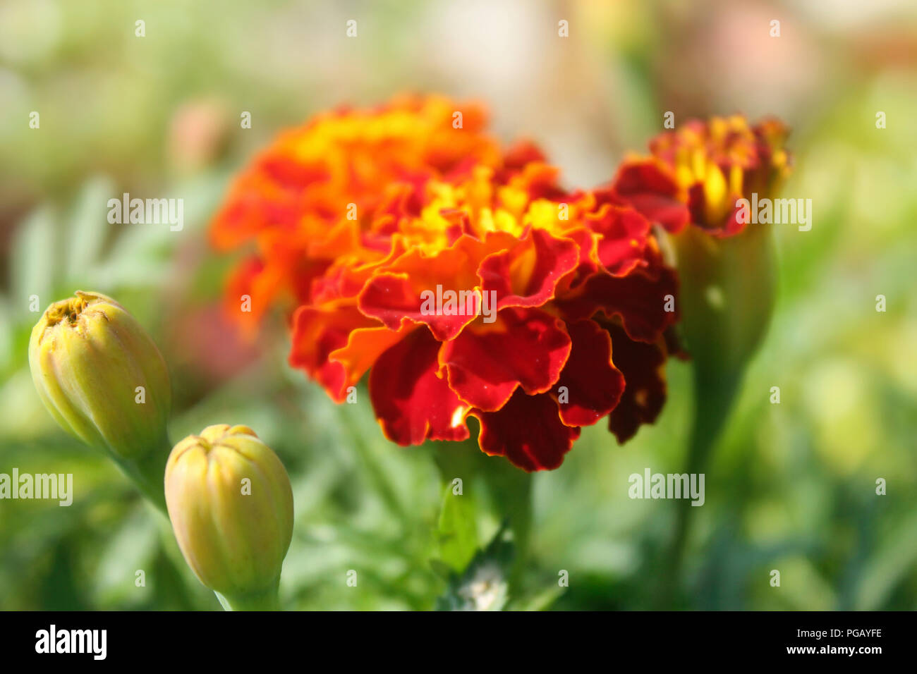 Red Marigold Tagetes Flower with Yellow Center Middle Stock Photo - Alamy