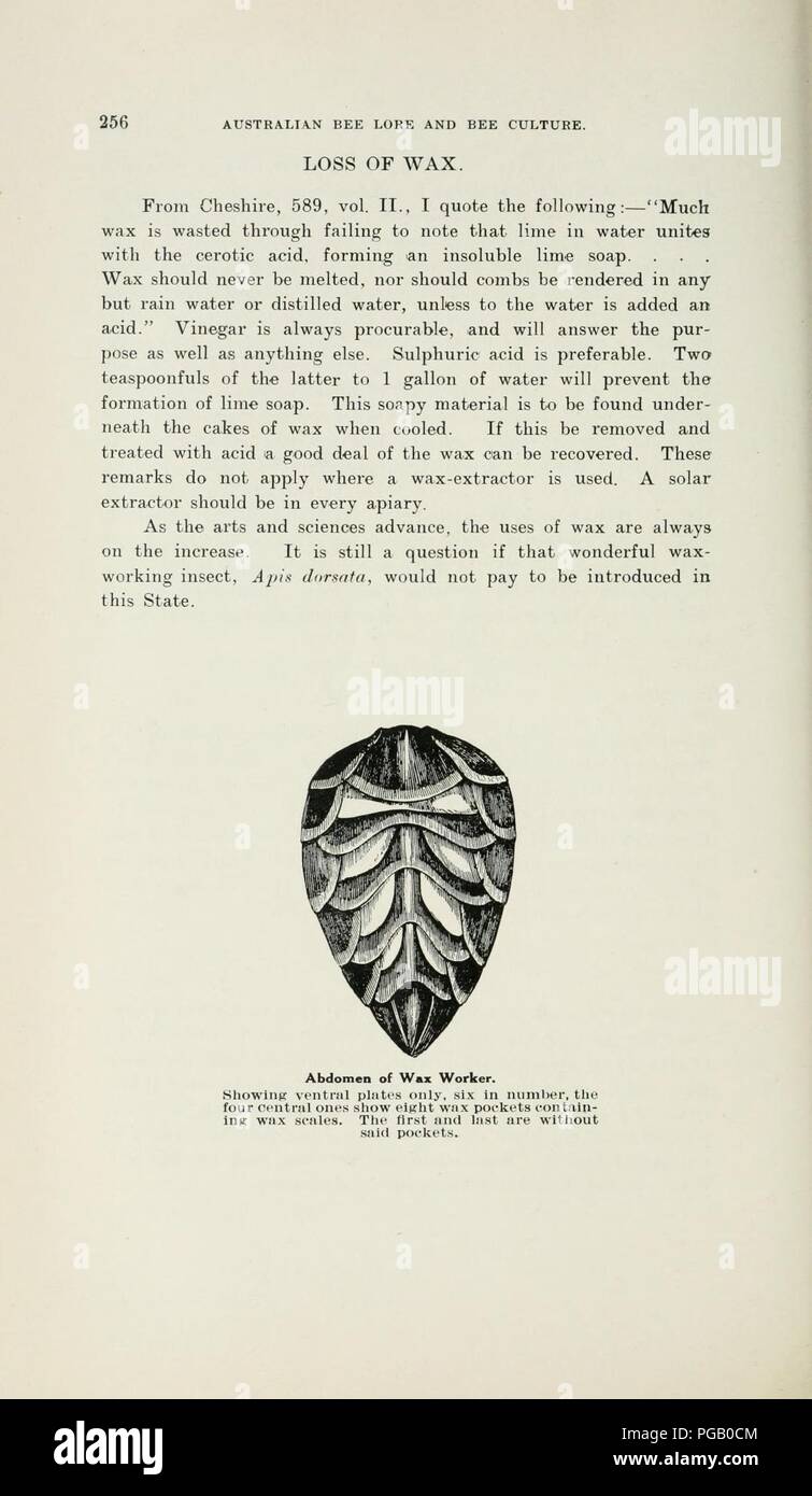 Australian bee hi-res stock photography and images - Alamy