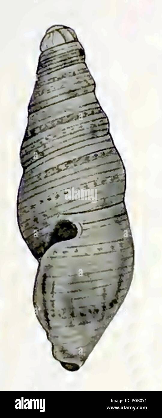 Dimidiata hi-res stock photography and images - Alamy